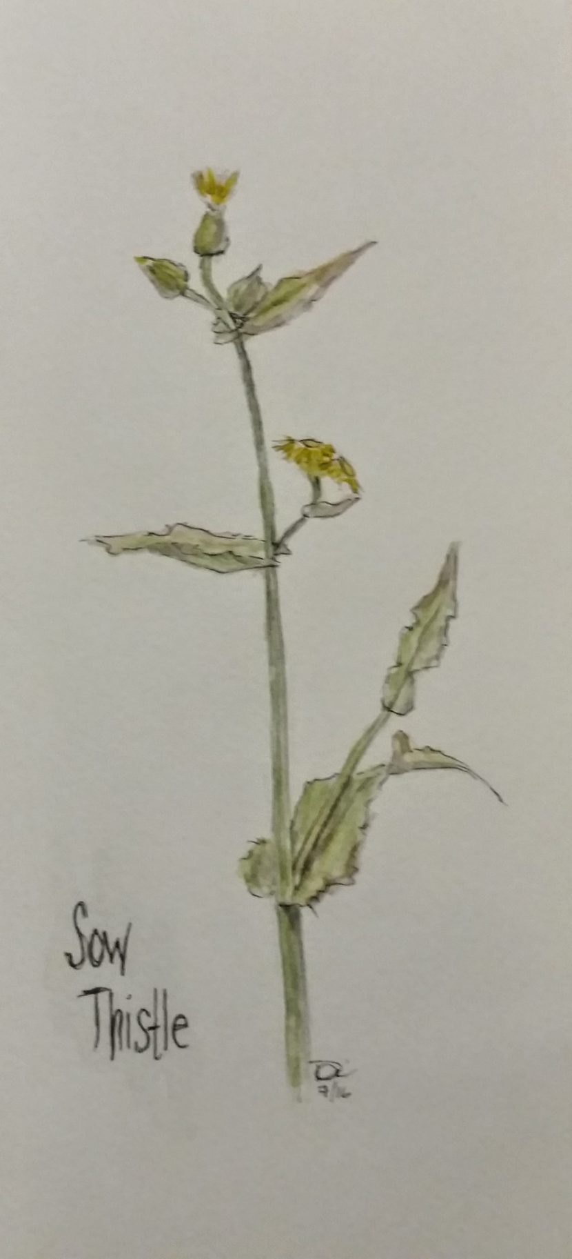 Journal 52: Weeds are Just Misplaced Flowers ~ OmniaSubSole